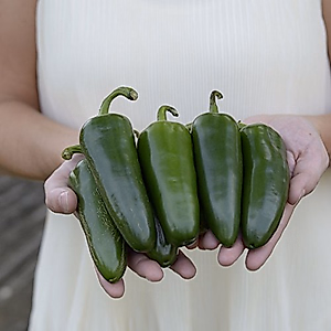 Park Seed Park's Whopper Jalapeno Pepper Seeds, Pack of 15 Seeds