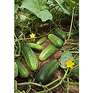 Carolina Cucumber Seeds for Planting, 100+ Heirloom Seeds Per Packet, (Isla's Garden Seeds), Non GMO Seeds, Botanical Name: Cucumis sativus, Great Home Garden Gift