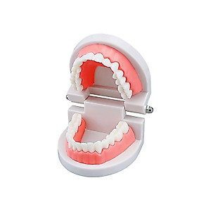 Standard Teeth Model, YOUYA DENTAL Kids Dental Teaching Study Supplies Adults Standard Typodont Demonstration Teeth Model(Without Wisdom Teeth)