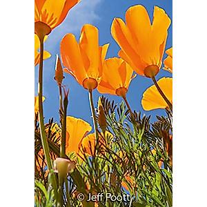 Sierra Club Engagement Calendar 2021