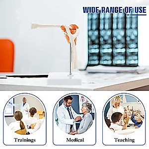 HINGONS Shoulder Joint Model, Life Size Human Anatomical Shoulder Ligament Model for Patient Science Education and Anatomy Research (Includes a Base)