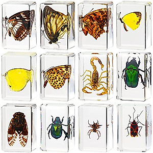 12 Pcs Insect in Resin Specimen Bugs Collection Paperweights Arachnid Resin Specimen Different Insect Specimen Bug Preserved in Resin for Kids Scientific Educational Toy, 12 Styles (Ladybug)