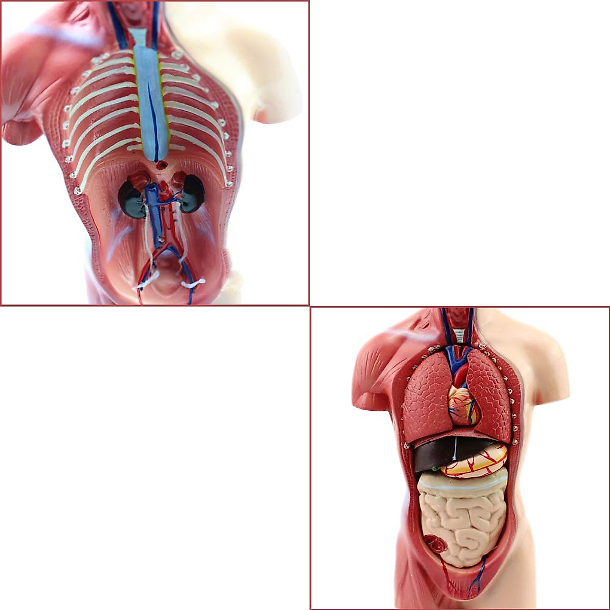 Human Torso Body Anatomy Model - 11 inch, 15 Parts Organ Structure Model for School Medical Education