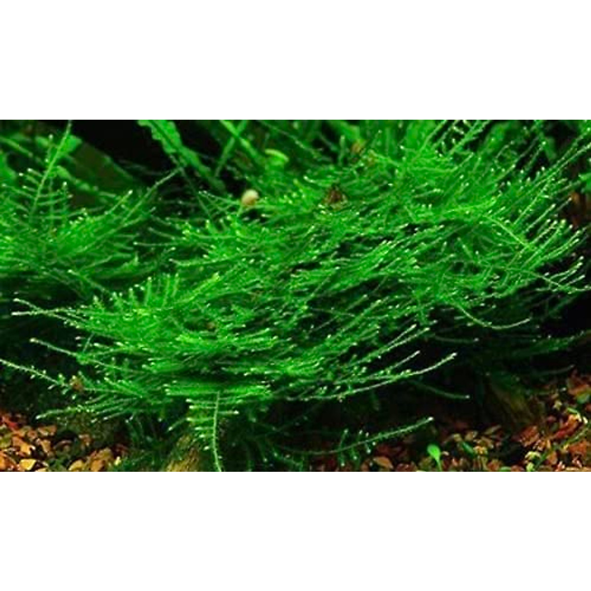 Marcus Fish Tanks - 3X Christmas Moss Vesicularia Montagne Live Freshwater Aquarium Plants Xmas Moss