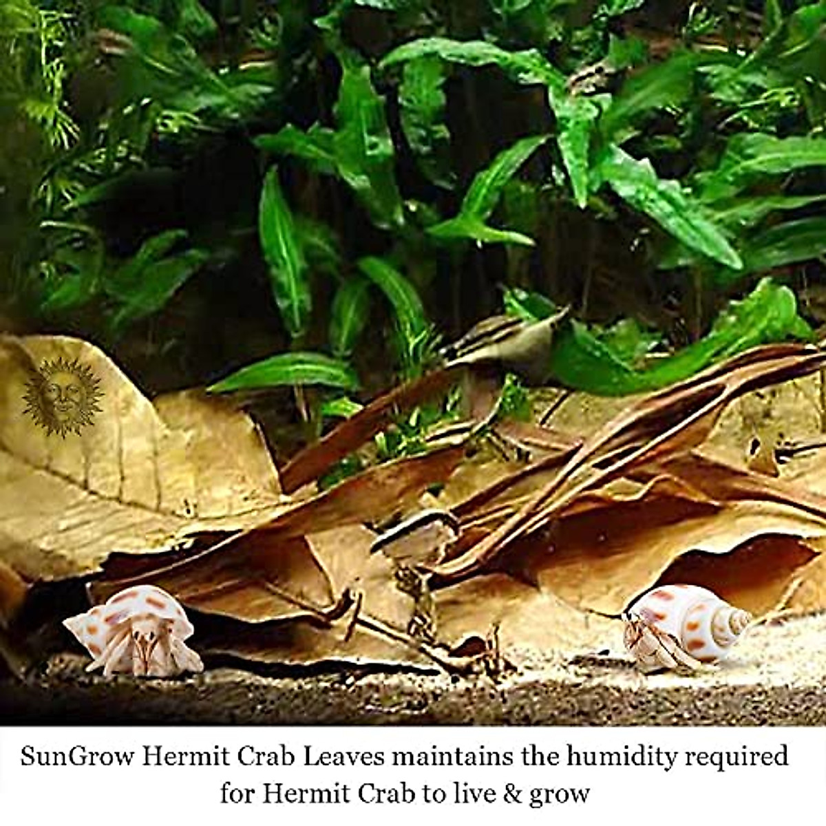 SunGrow Saver Bundle Pack - (10 pcs) Hermit Crab Leaves + (3 pcs) Hermit Crab Sponges
