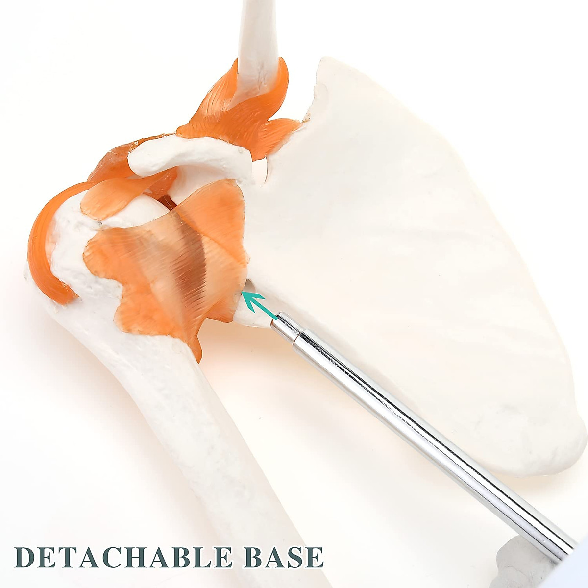 RONTEN Medical Shoulder Anatomy Model with Functional Ligaments, Life Size Anatomical Human Shoulder Joint Model for Science Class Medical Teaching Display Model (Includes a Base)