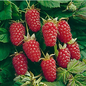 Loganberry Plant Live from 6 to 10 Inc Height, Berry Fruits Planting Ornaments Perennial Garden Simple to Grow Pots