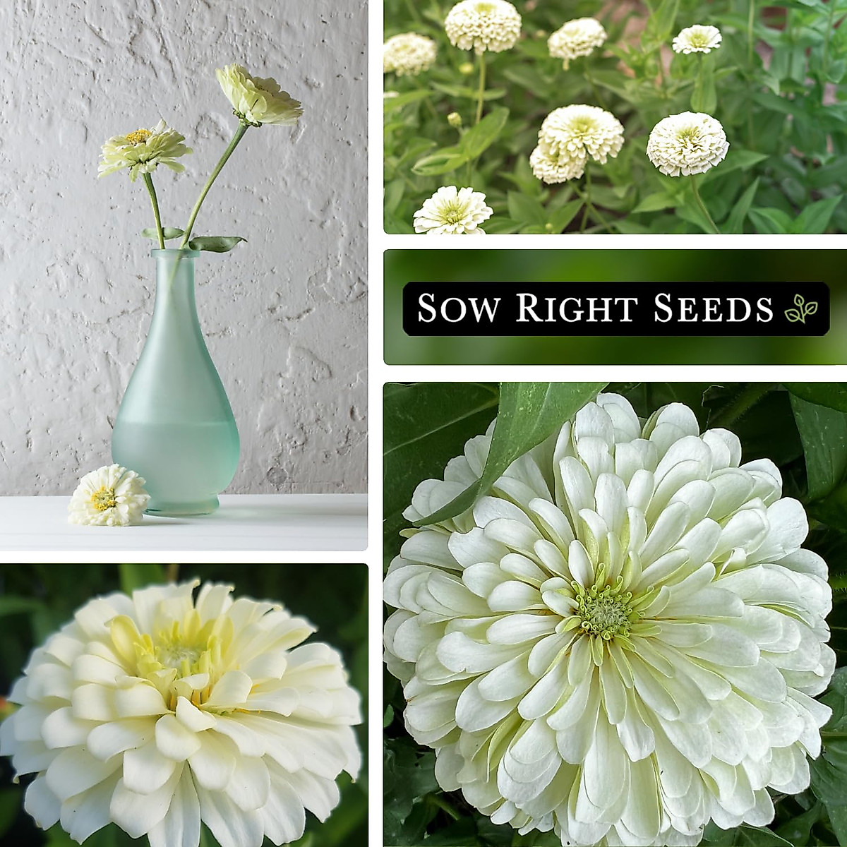 Sow Right Seeds - Zinnia Polar Bear Flower Seeds for Planting - Beautiful Flowers to Plant in Your Home Garden - Non-GMO Heirloom Packet - White Blooms Attract Pollinators - Cut and Come Again (1)