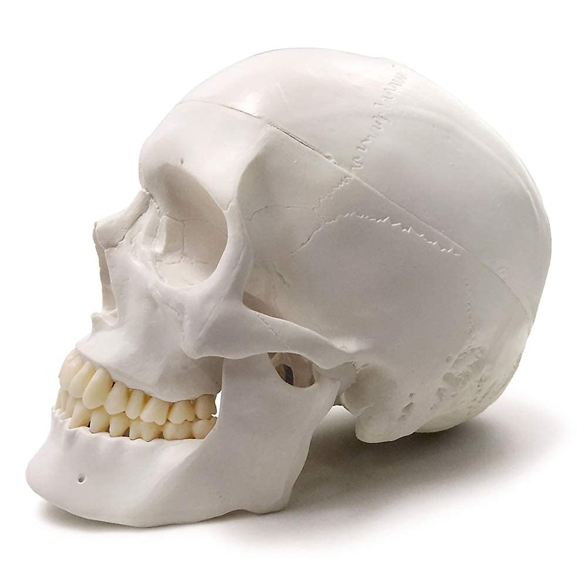 Evotech Scientific Human Adult Skull Anatomical Model, Medical Quality, Life Size (9" Height) - 3 Part - Removable Skull Cap - Shows Most Major Foramen, Fossa, and Canals - for Medical Student