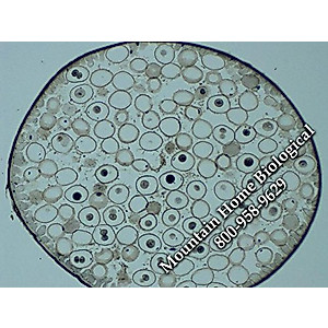 Prepared Slide, Animal Mitosis, Classpack of 15 Sides