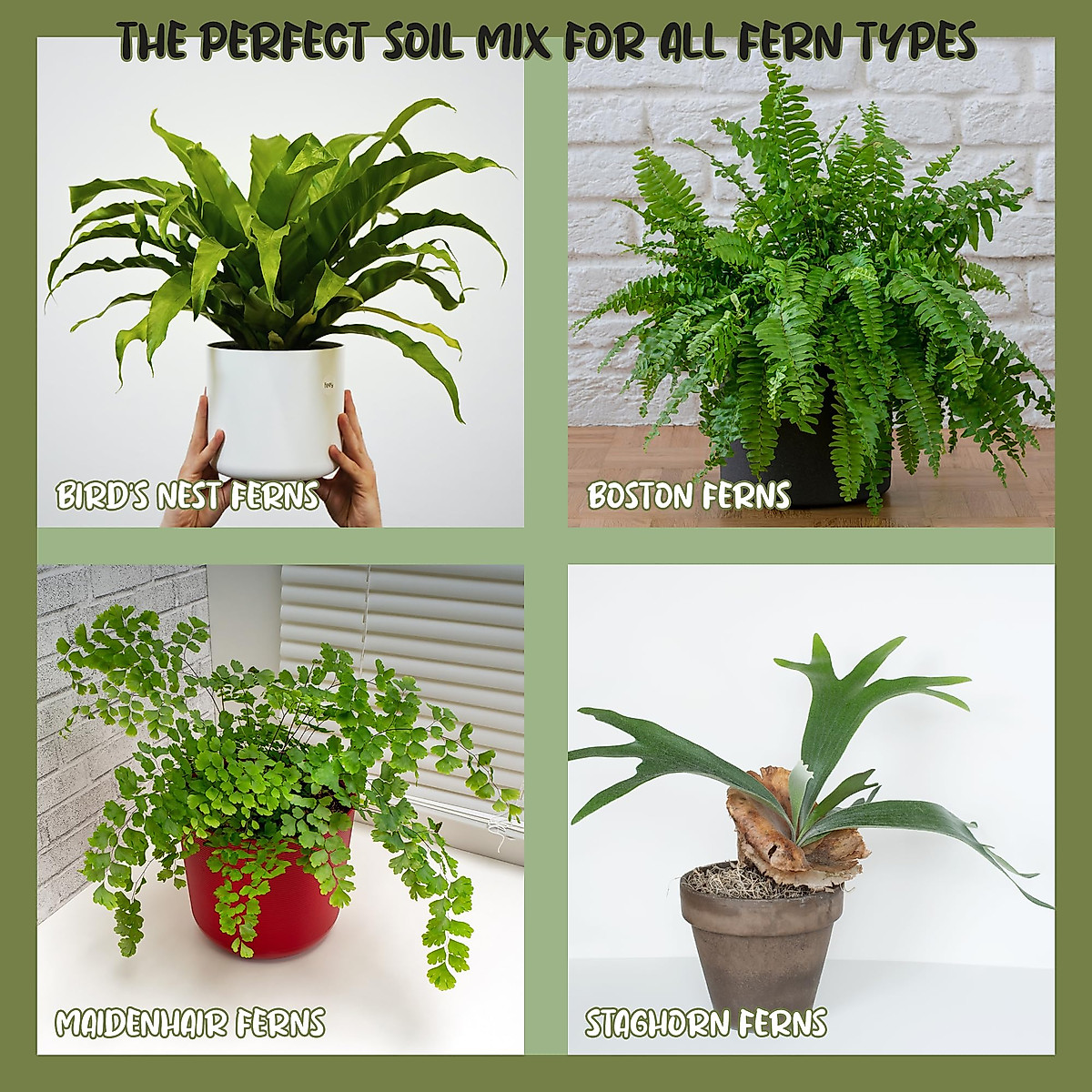 Fern Plant Potting Soil Mix (2 Quarts), Custom Hand Blended Mixture for Indoor/Outdoor Container Gardening