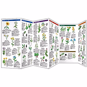 Medicinal Plants: A Folding Pocket Guide to Familiar Widespread Species (Nature Observation North America)