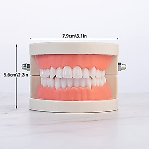 Teeth Model, Premium Dental Adult Standard Tooth Model Mouth Supplies for Dentist Students Kids Practice Teaching Studying Display Education Demonstration