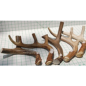 XL Deer Antler Dog Chew - Extra Large, Jumbo, for Large Dogs and Puppies Who are Aggressive Chewers