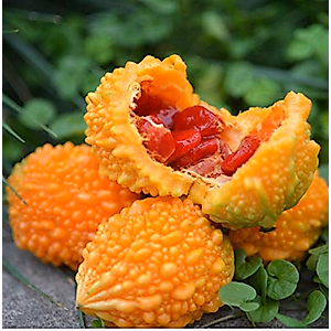 10+ Momordica Vegetable Seeds Annuals Bitter Melon (Gourd) Vine Heirloom Home Garden Non-GMO