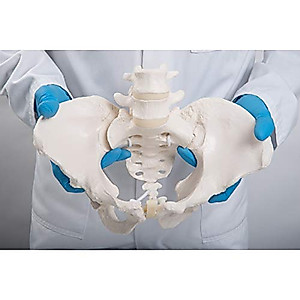 3B Scientific GmbH 1019864 Flexible Female Pelvis Model