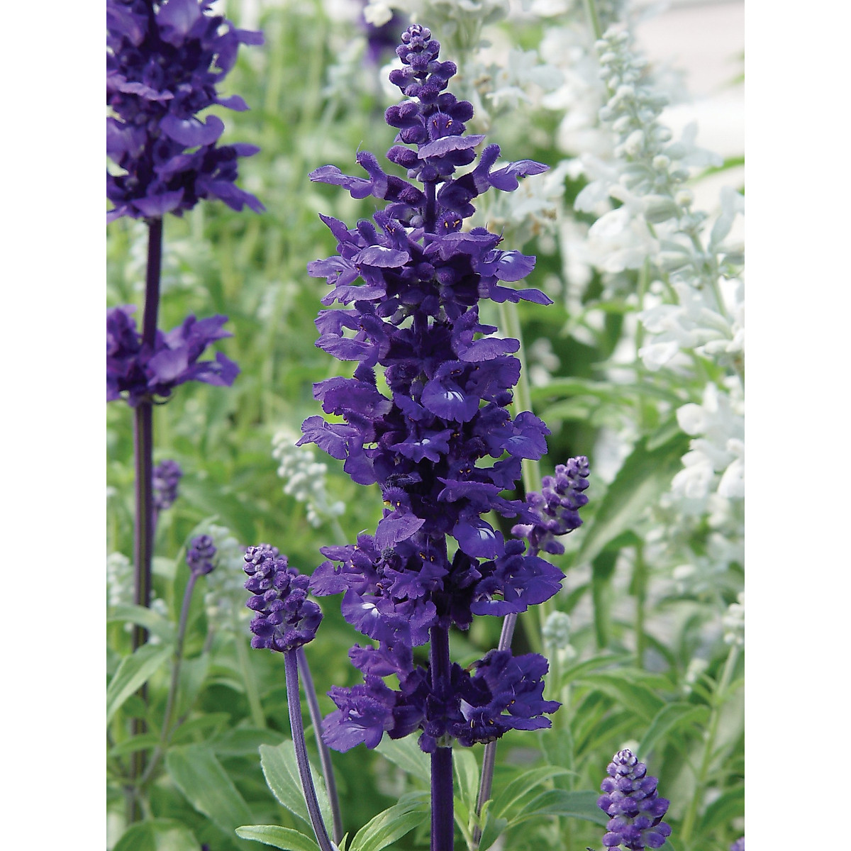 Burpee Victoria Salvia Seeds 125 seeds
