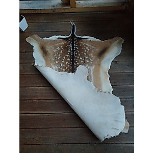 Robert Tartufferie Fallow Deer Skin Fur Hide pelt Rug Taxidermy Hunting Trophy