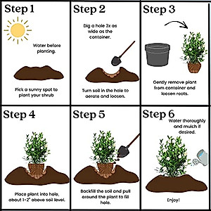 Shrub August Beauty Gardenia, 1 Gallon, Lustrous Green Foliage