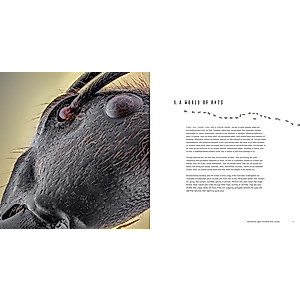 Ants: Workers of the World