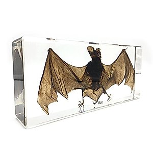 X-Large Taxidermy Real Bat Specimens Science Classroom Specimen for Science Education（7.9x3.6x1.6 inch）