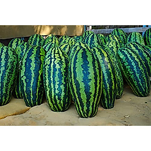 Jubilee Sweet Watermelon Seeds for Planting, 50+ Heirloom Seeds Per Packet, (Isla's Garden Seeds), Non GMO Seeds, Botanical Name: Citrullus lanatus, Great Home Garden Gift