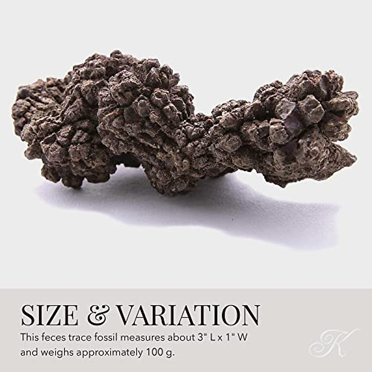 KALIFANO Authentic Prehistoric Dinosaur Coprolite Feces Trace Fossil - Fossilized Dinosaur Dung Poop Coprolite from Madagascar (Information Card Included)