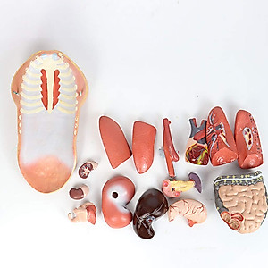 KINOFU Educational Model, Assembly Educational Model 45Cm Torso Model Human Torso Anatomical Model Decomposable Human Internal Organ Science Model for School,Education Teaching Aids