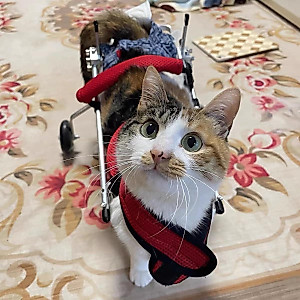 Cat Wheelchair, Newly Upgraded Pet Wheelchair, Removable Harness Design, Lightweight Cat Wheelchair for Back Legs of Doggie, Cats, Rabbits (XS)