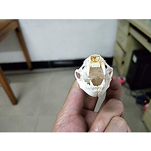 weasel Skull Taxidermy supplies art bone vet medicine 1:1