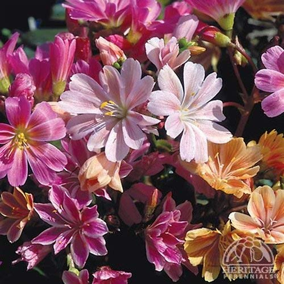 Outsidepride Lewisia Sunset Strain Garden Flowers Great for Pots, Containers, Baskets, Patios - 100 Seeds