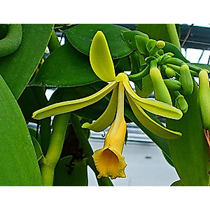 Vanilla Planifolia Orchid Cutting 2 Feet Tall Live in Pot Outdoors Planting Ornaments Perennial Garden Simple to Grow Pots Gifts