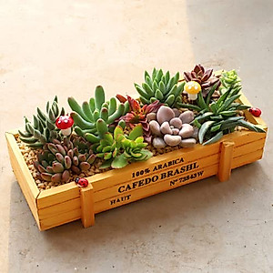 Mix Rare Succulent Seeds for Planting, DIY Bonsai Ornamental Plant Open Pollinated Seeds Hardy Perennial 800+