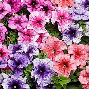 Outsidepride Petunia Multiflora Veined Indoor House Plants Or Outdoor Container, Basket, or Pot Flowers - 500 Seeds