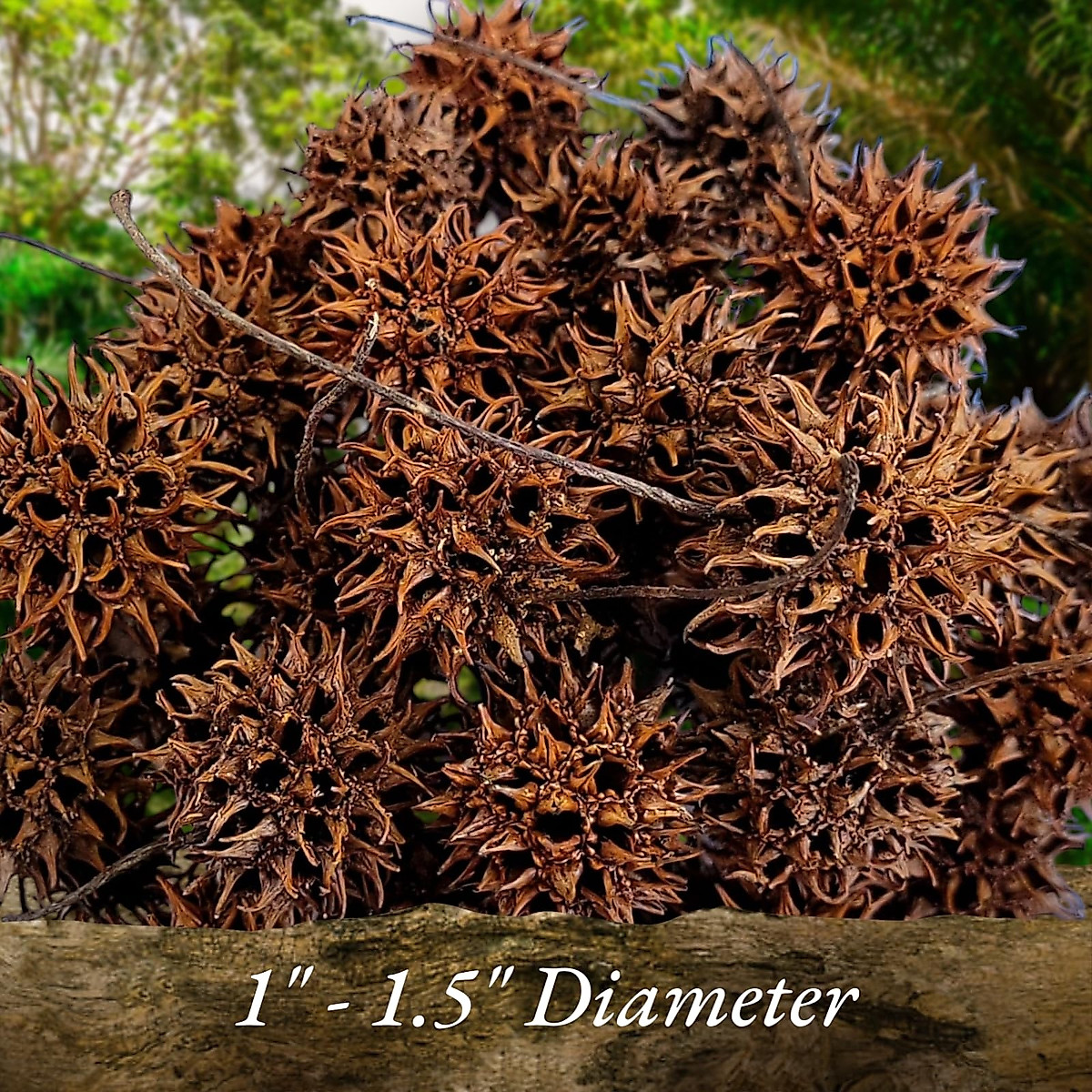 Sweet Gum Tree Seed Pods for Reptiles, Amphibians, Isopds, Terrarium, Bioactive Enclosures, 20 Count of Large 1" - 1.5" Natural and Organic Hand Collected Spikey Balls