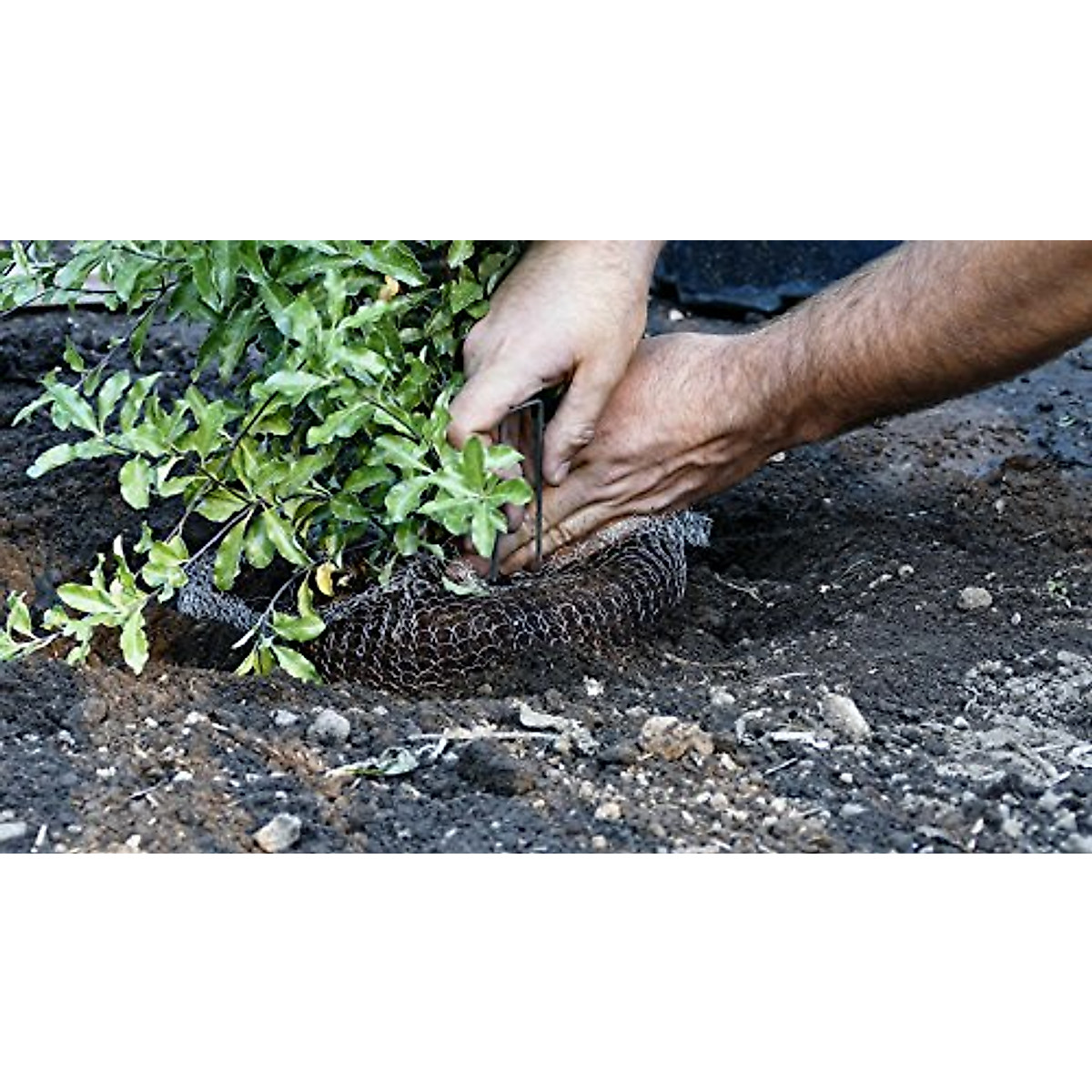 RootGuardTM Speed Baskets, Gopher Wire Baskets. (1-Quart Mini - 6 Pack)