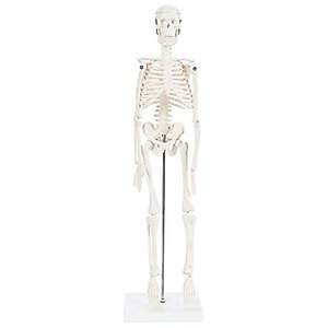 Anatomy Lab Human Skeleton Model, 19" Desktop Skeleton Has Movable Arms and Legs, Details Basic Human Skeletal System with Display Stand