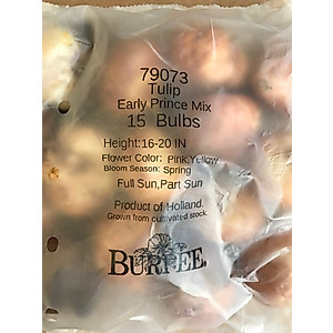 Burpee Perennial Tulip Mix | 20 Large Flowering Fall Bulbs for Planting, Multiple Colors