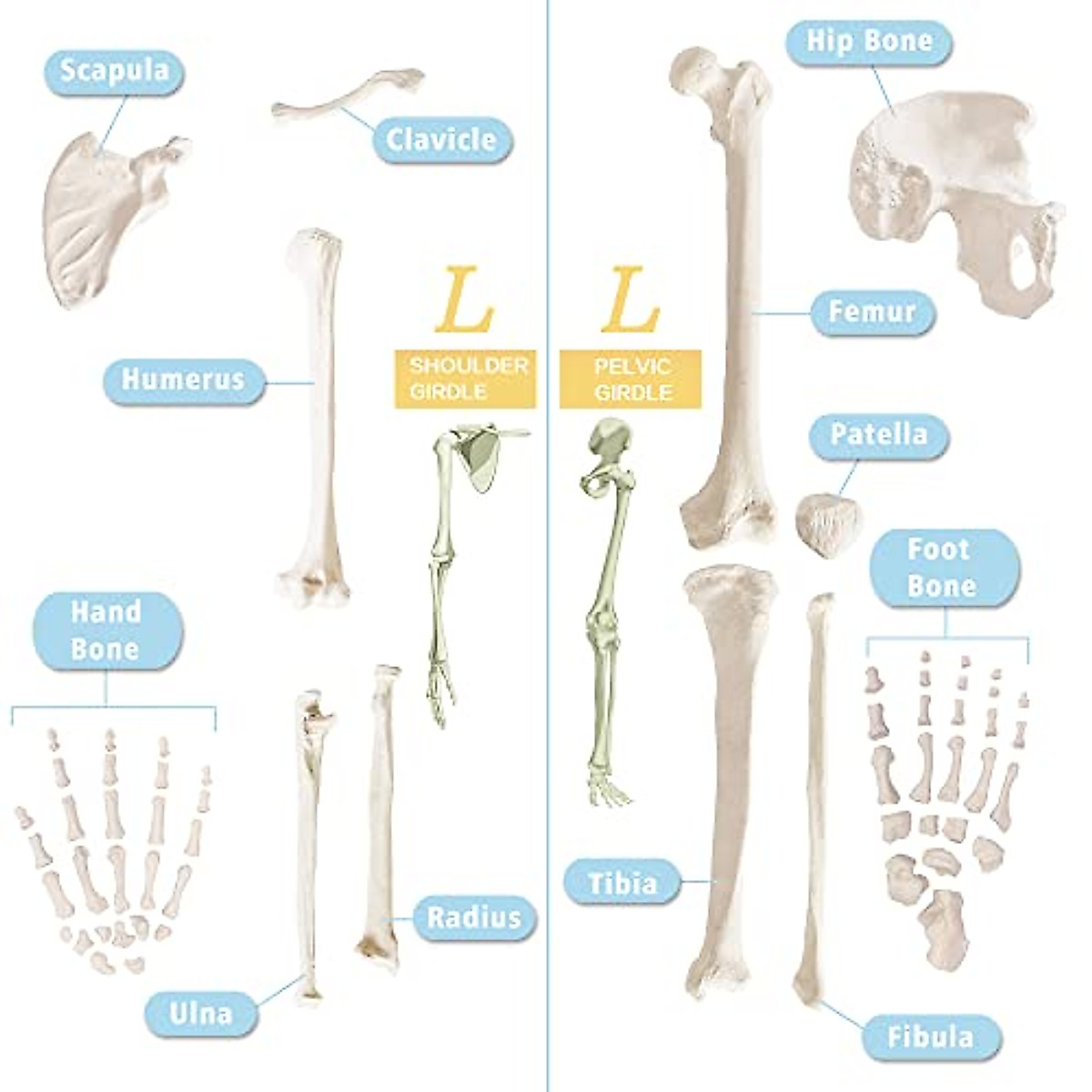 Human Skeleton Model For Anatomy 67 inch High, Full Size Skeleton Models with 3 Poster, Skull, Spine, Bones, Articulated Hand & Foot, for Anatomy Medical Learning