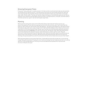 10 Thuja Green Giant Arborvitae 8-12" tall trees