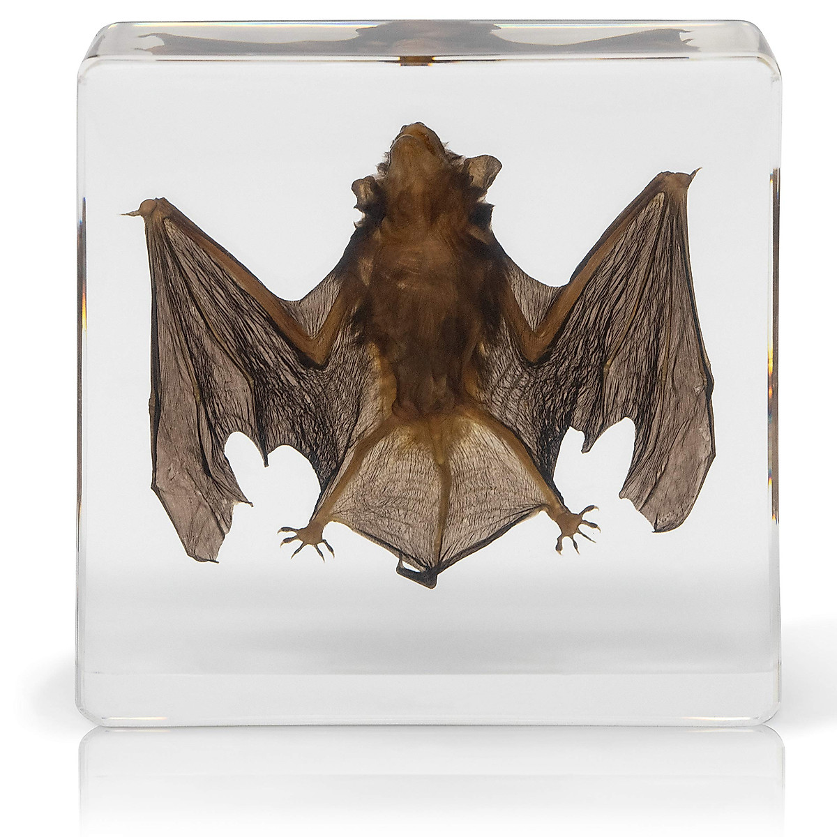 Bat Specimen- Real Bat Specimen, Encased Animal Specimen for Science Classrooms or Gifts, by American Heritage Industries