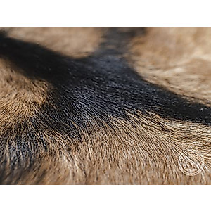 Sunshine Cowhides Genuine Goatskin Rug Goat Skin Goat Hide Goat Skin Rug Exotic 2 x 3 ft.
