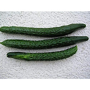 Japanese Long Burpless Cucumber Seeds - Sooyow Nishiki Green Non-GMO (25 - Seeds)