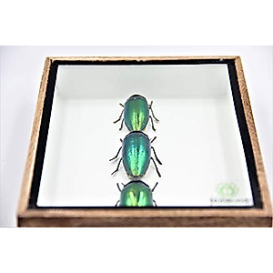 TAXIBUGS Jewel Beetle Mounts Insect Animals Taxidermy in Framed (3 Sternocera Aeguisignata Closed Wings)