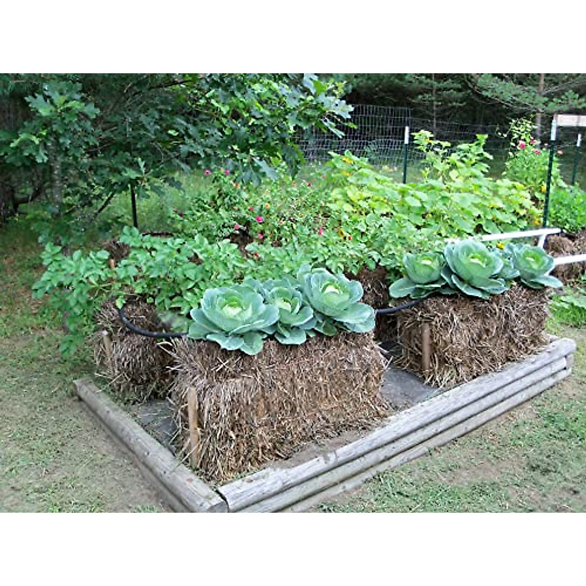 BaleBuster1 100% Organic Bale Conditioning Formula for one Bale Preparation for Straw Bale Garden and Vegetable Garden Planting