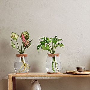 onepeng Propagation Stations, 2 Pcs Glass Planters with Wooden Tray & Lid, 5.2x4.2 inches, for Hydroponic Plants, Home Decor, Gardening Gifts for Women