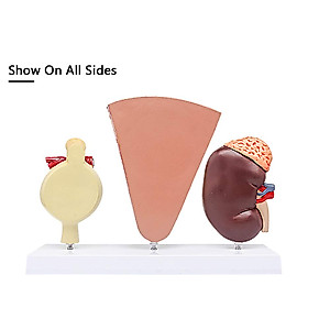 LUCKFY Human Anatomy Kidney Model Nephron Glomerular Urinary System Anatomical Model for School Teaching Display Lab Ornament