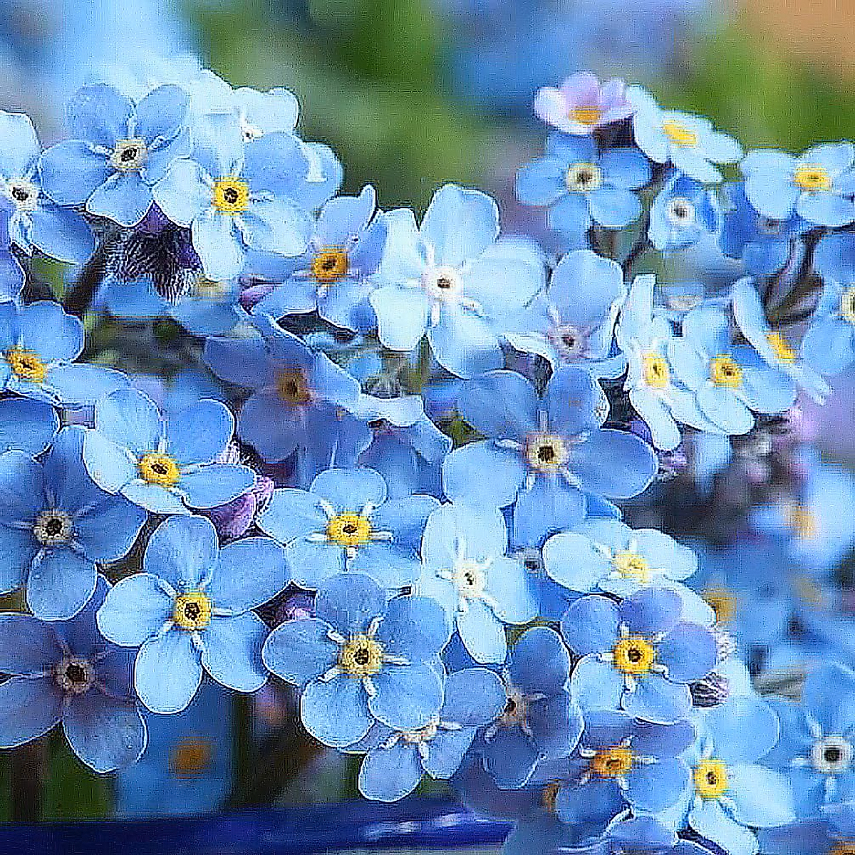 Forget Me Not Seeds - 5000 Seeds for Ground Cover for Tulips and Other Bulbs