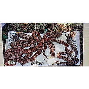 Snake Trap Large, (Foldable, Reusable 32"x10"x 3") with (1) Catch Insert, Commercial Grade, Made of Strong Corrugated Plastic in Alabama, USA