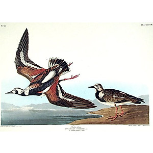 Turnstone. From"The Birds of America" (Amsterdam Edition)